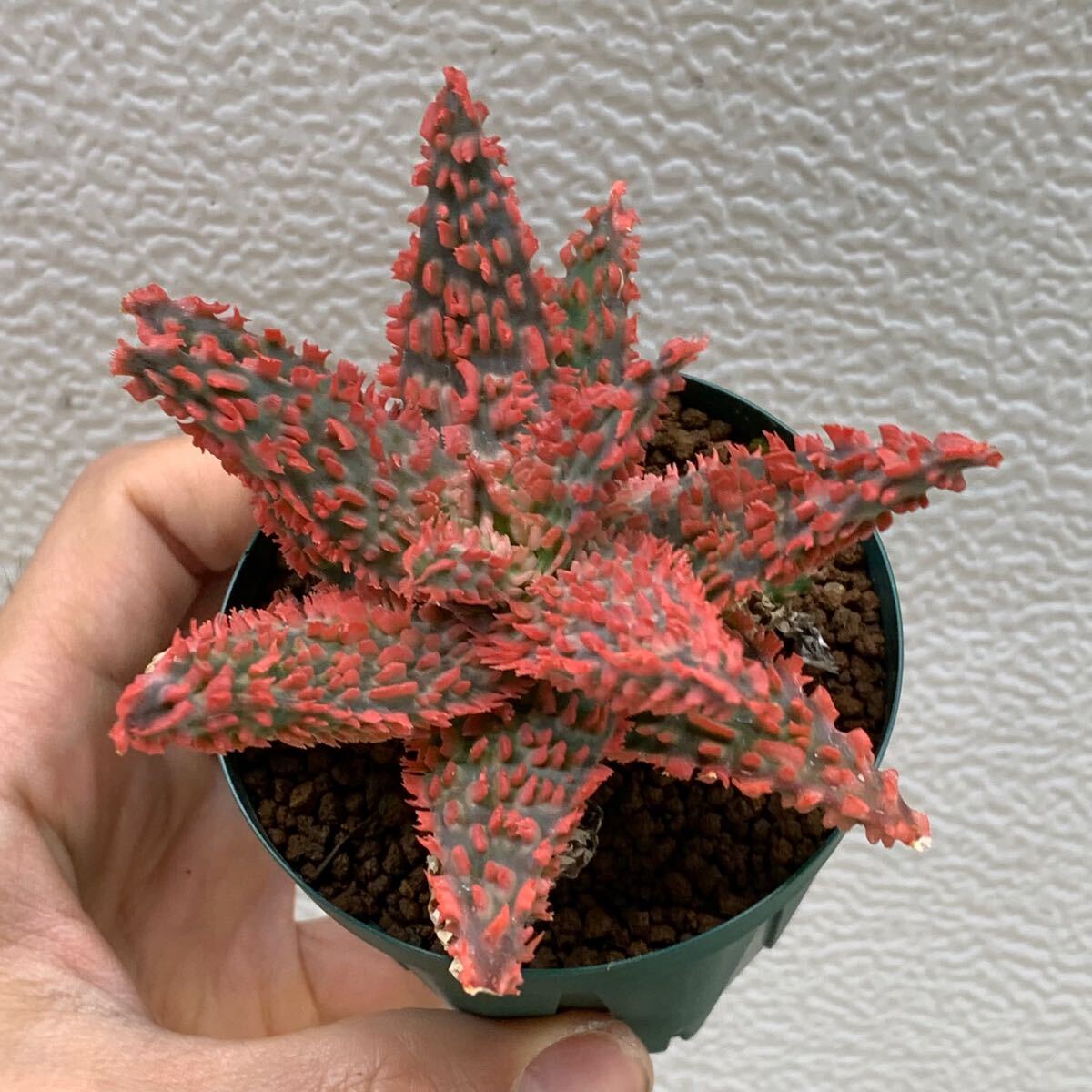 Yahoo!オークション - 19 Aloe hyb アロエ ハイブリッド （多肉植物 観...