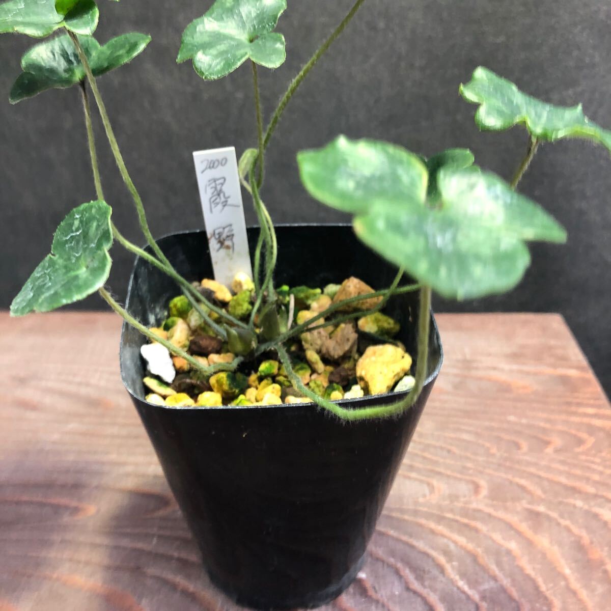 Yahoo!オークション - 雪割草 銘品 霞野 標準花 2芽