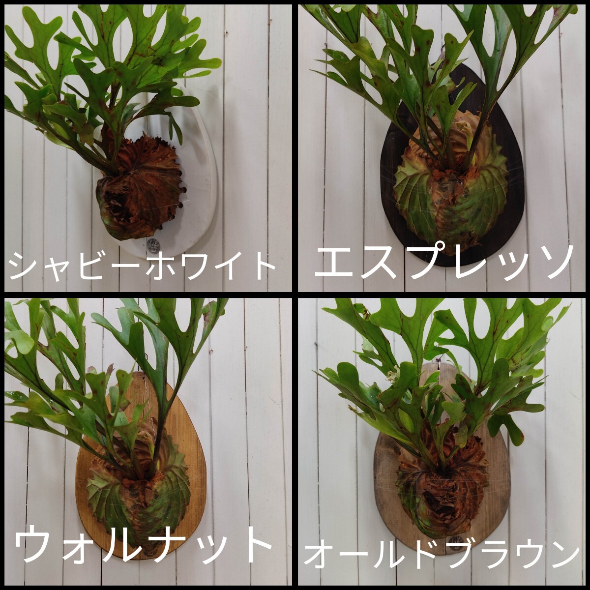 Yahoo!オークション - K080新芽展開開始 レカノプテリス カルノーサ ワ...