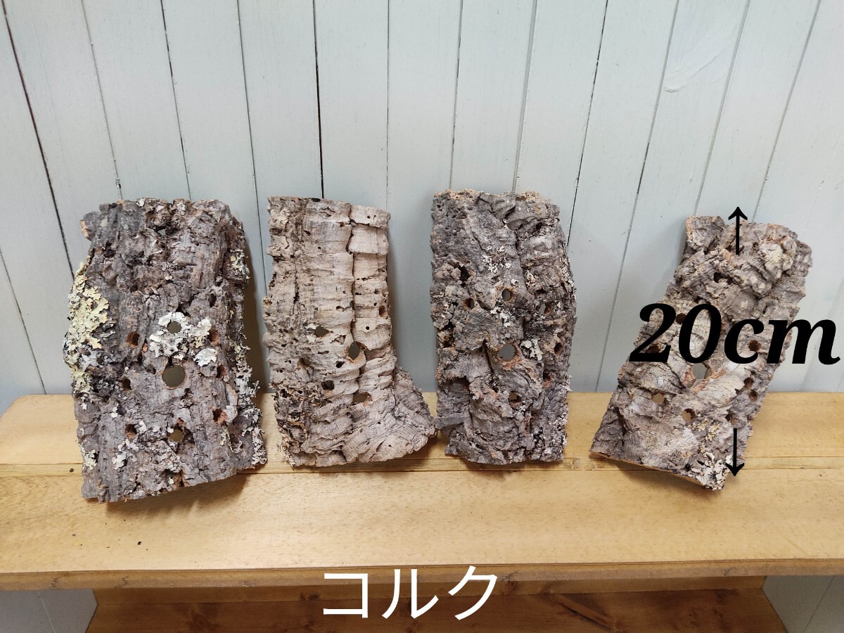 Yahoo!オークション - G017 モンスター級デカ株 レカノプテリスロマリ...