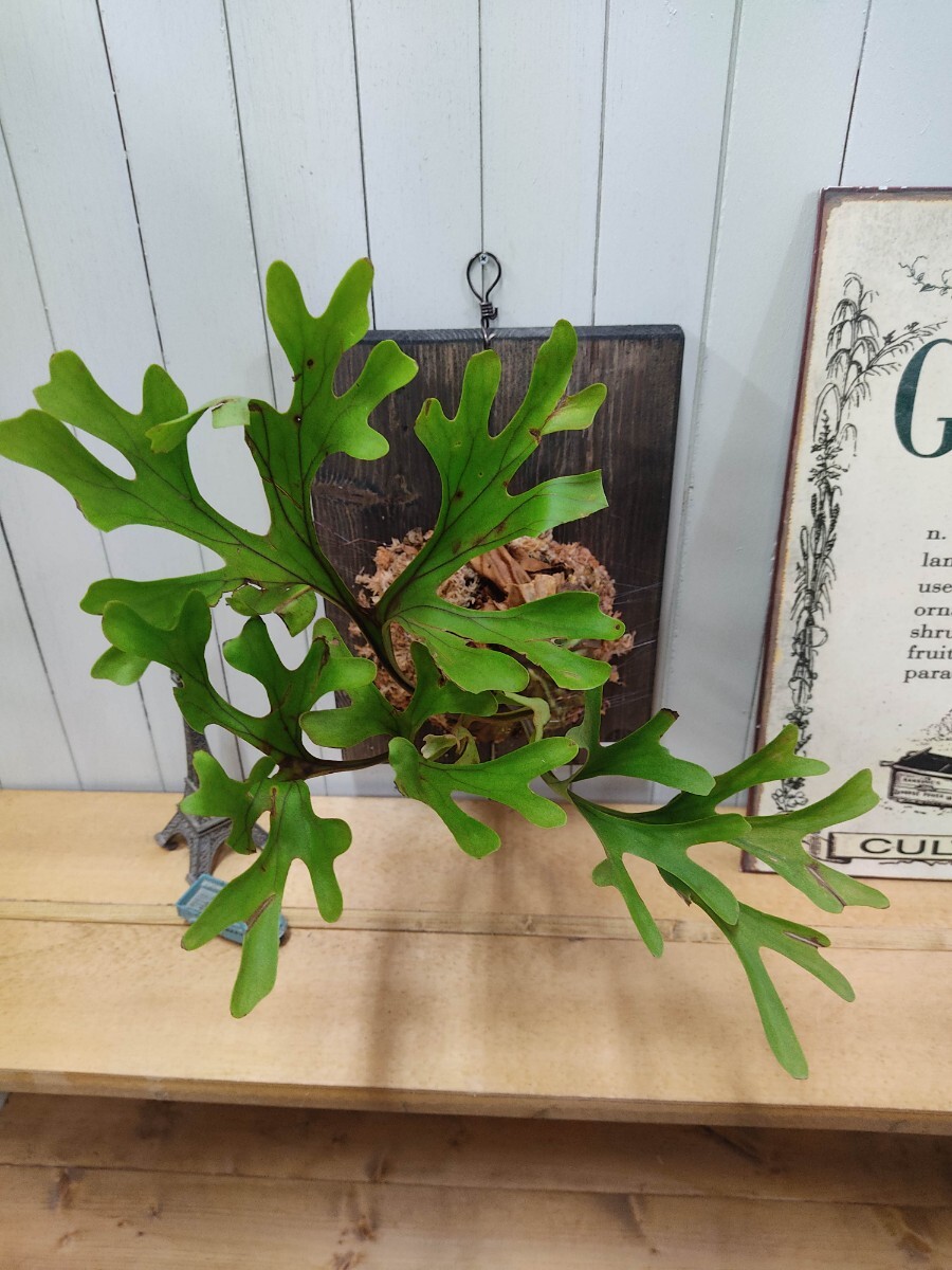 Yahoo!オークション - H009板付き 10/29入荷 ビカクシダ プラティケリ...