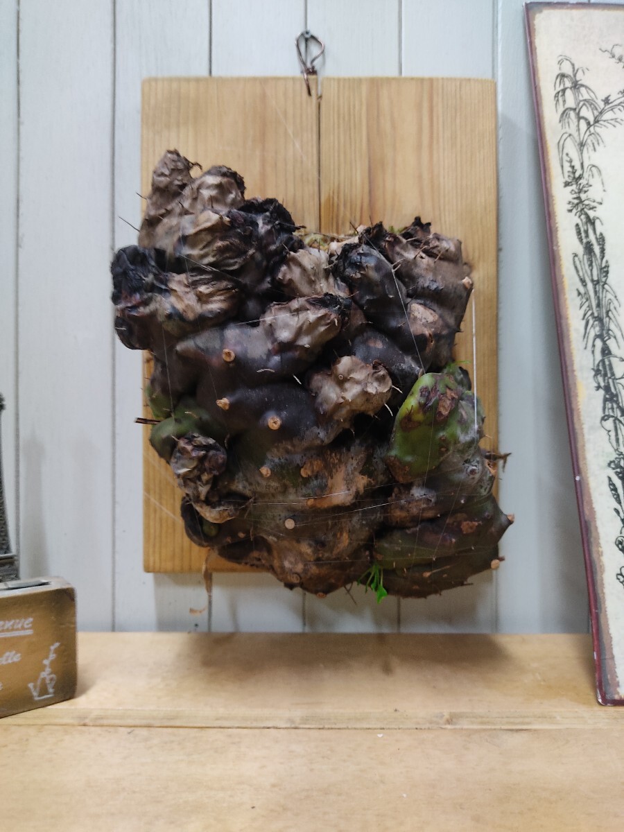 Yahoo!オークション - K080新芽展開開始 レカノプテリス カルノーサ ワ...