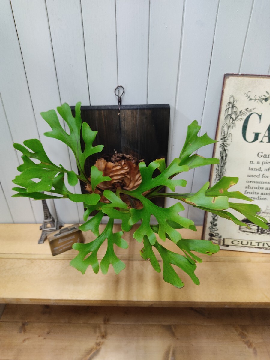 Yahoo!オークション - K151ワイド美形展開 板付き ビカクシダ プラティ...