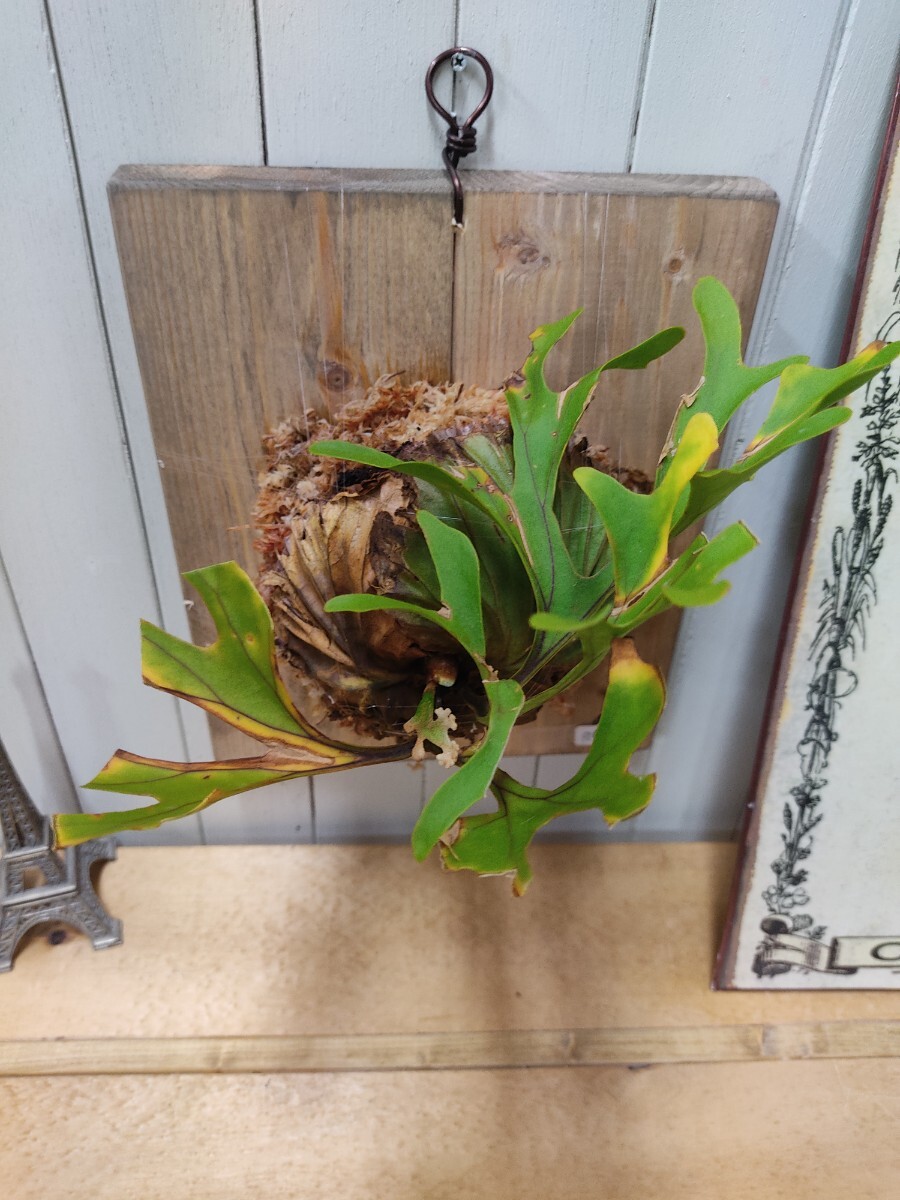 Yahoo!オークション - R020新芽展開開始 板付き ビカクシダ プラティケ...