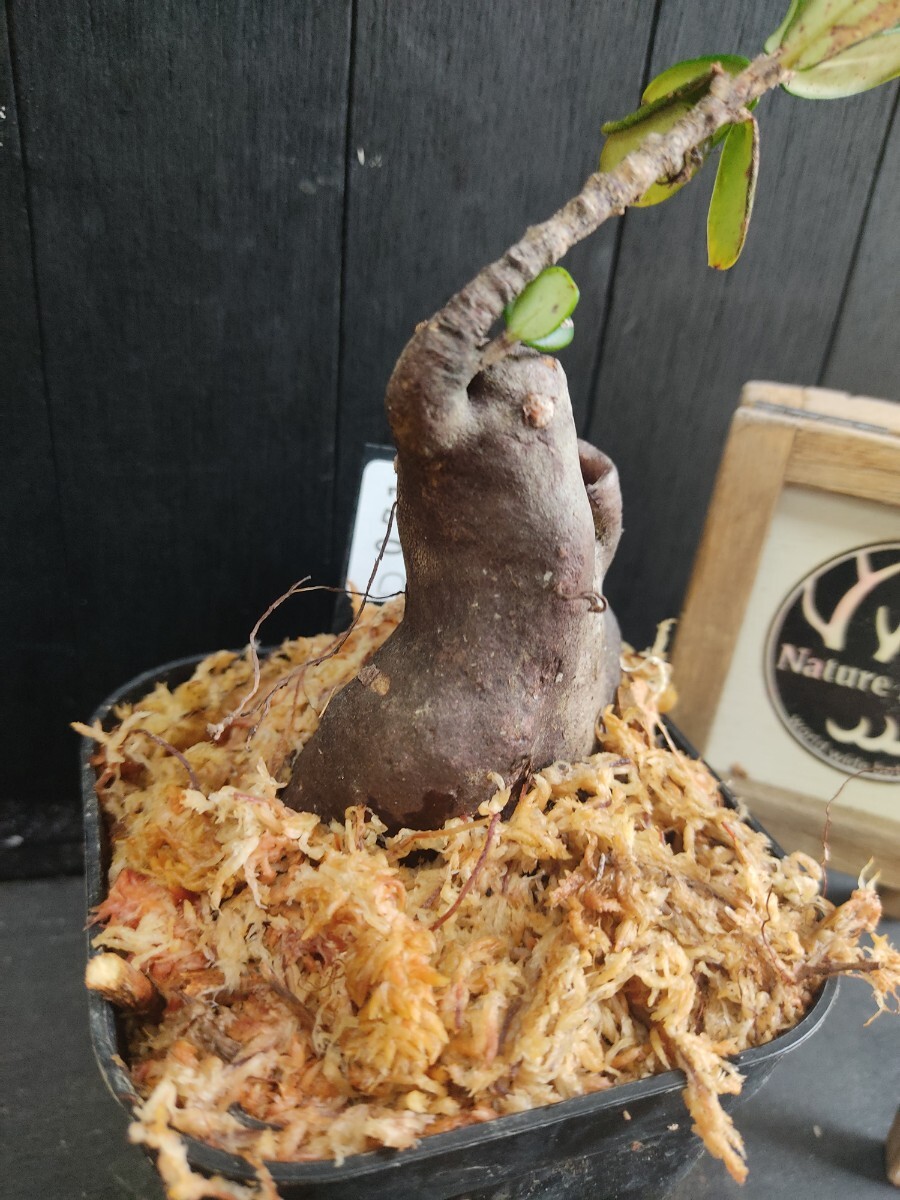 Yahoo!オークション - D071激レア 貴重希少種 ヒドノフィツム カミニフ...