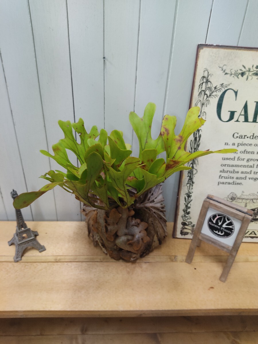 Yahoo!オークション - D003激レア ロマリオイデス付きビカクシダ プラ...