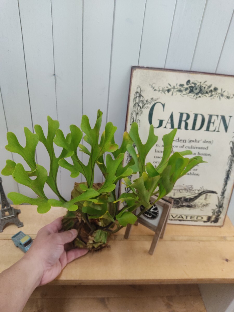 Yahoo!オークション - D011美形 ビカクシダ リドレイ ワイルド 現地球1...