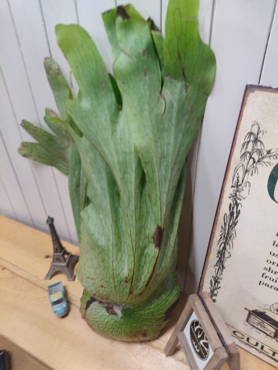 Yahoo!オークション - D017巨大 モンスター級 ビカクシダ プラティケリ...