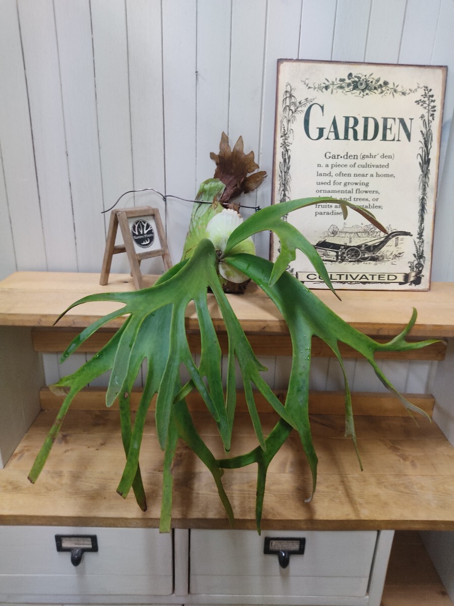 Yahoo!オークション - B010美形ワイド展開 ビカクシダ プラティケリウ...