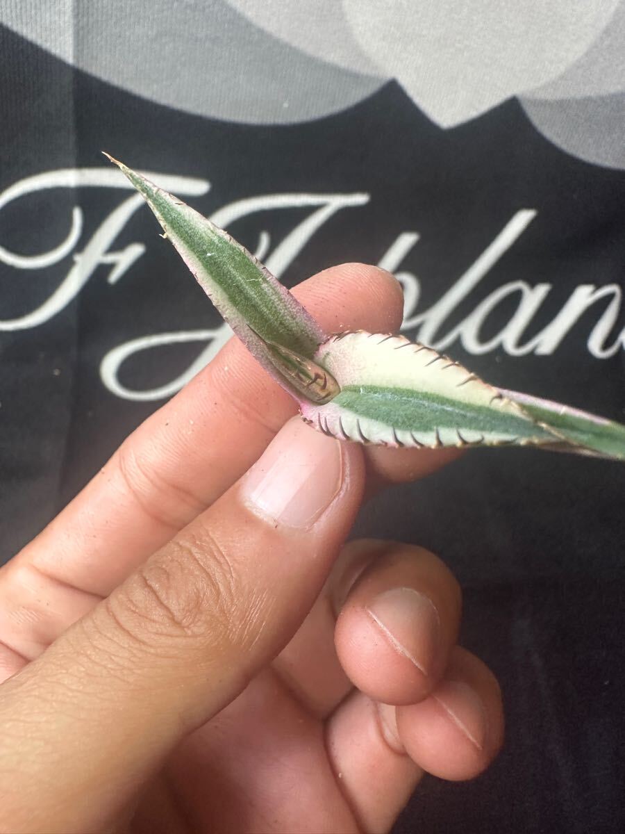 Yahoo!オークション - 【FJ Agave】x19特選 アガベ 黒火焔白覆輪錦 多...