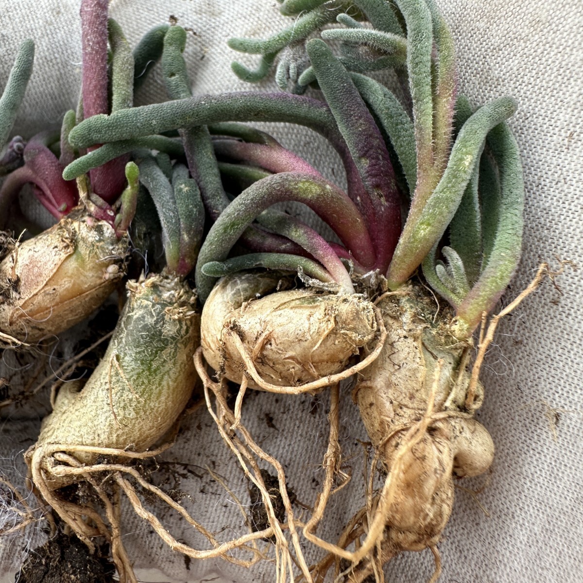 Yahoo!オークション - L51植物の家 多肉植物 塊根植物 チレコドン オト...