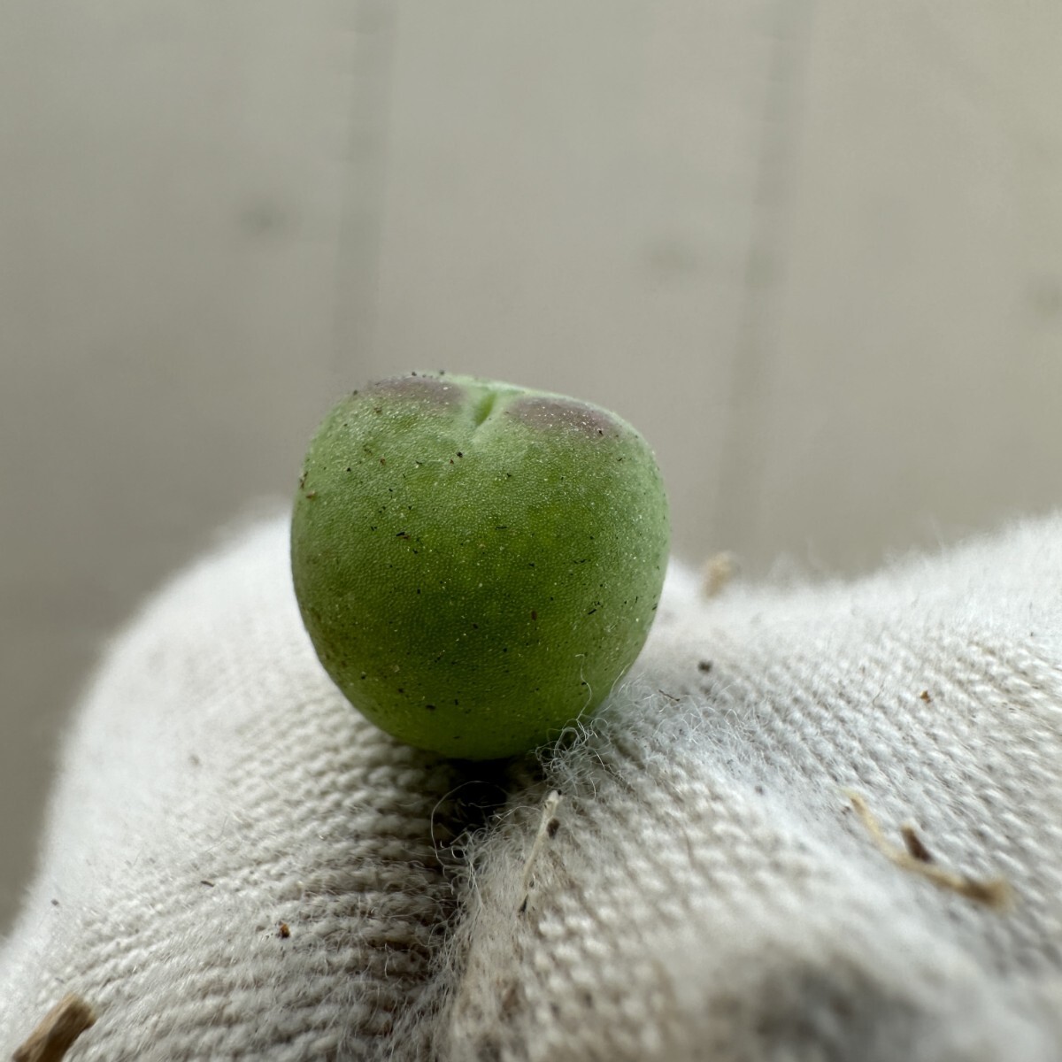 Yahoo!オークション - L59植物の家 多肉植物 塊根植物 コノフィツム 桃...