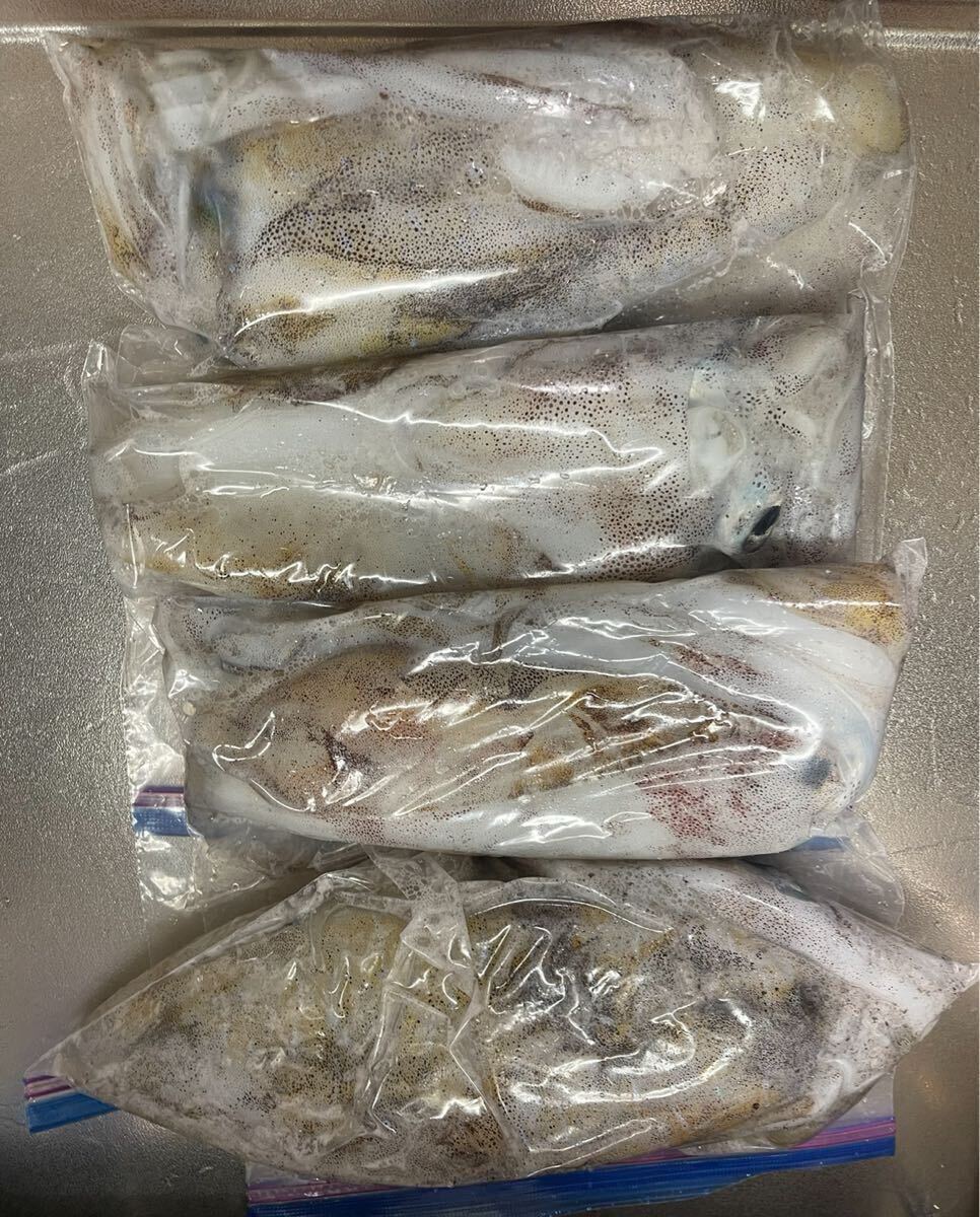 Yahoo!オークション - 天然活〆アオリイカ 600g〜1200g 4杯 3.3キロ