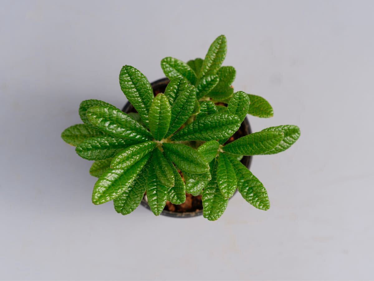 Yahoo!オークション - ドルステニア ギガス① Dorstenia gigas