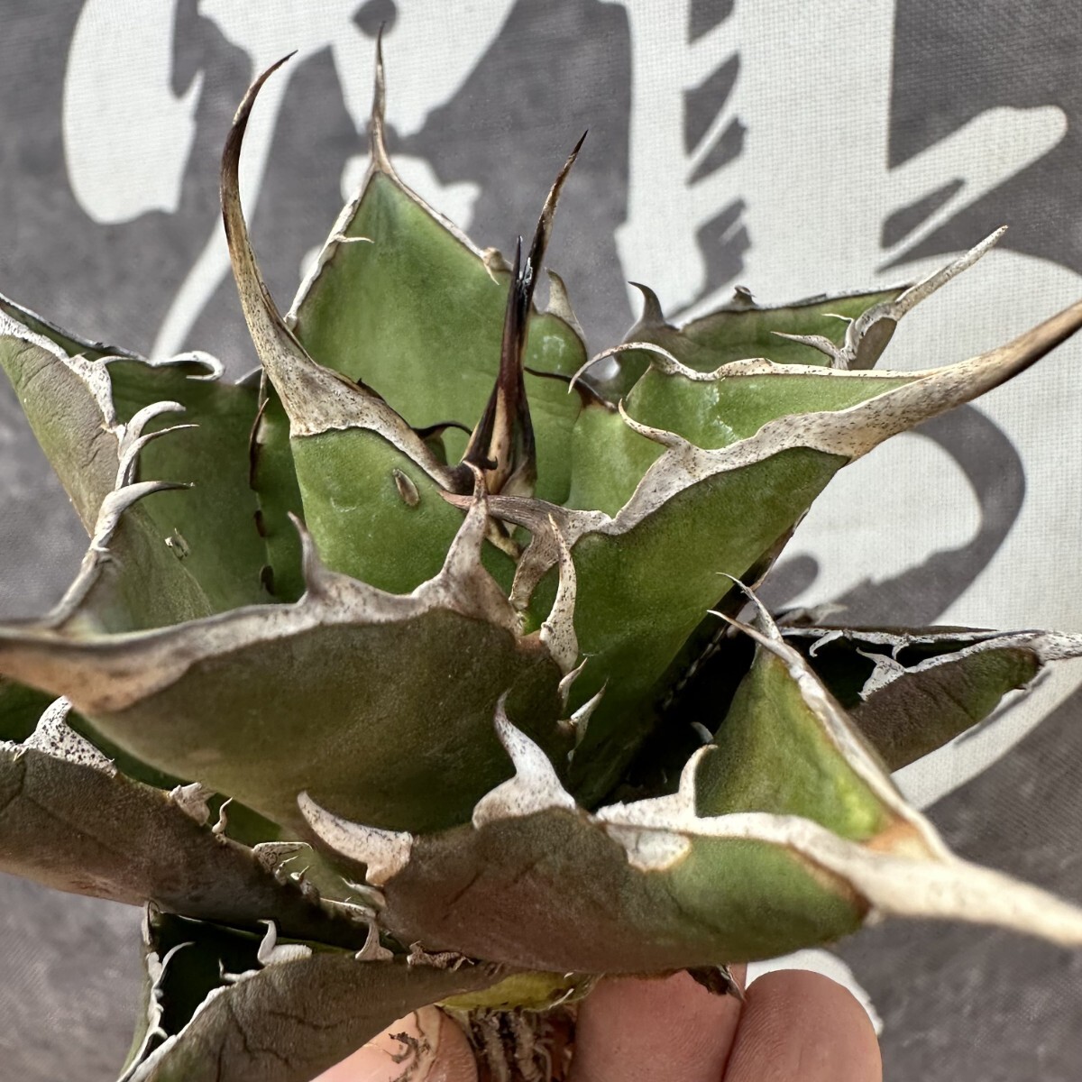 Yahoo!オークション - P77【鶴風園】特選 アガベ 多肉植物 チタノタ ハ...