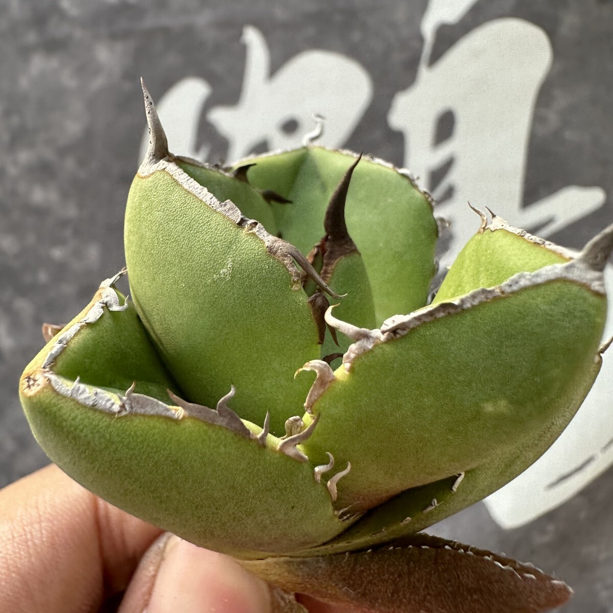 Yahoo!オークション - P54【鶴風園】多肉植物 アガベ チタノタ ジャガ...