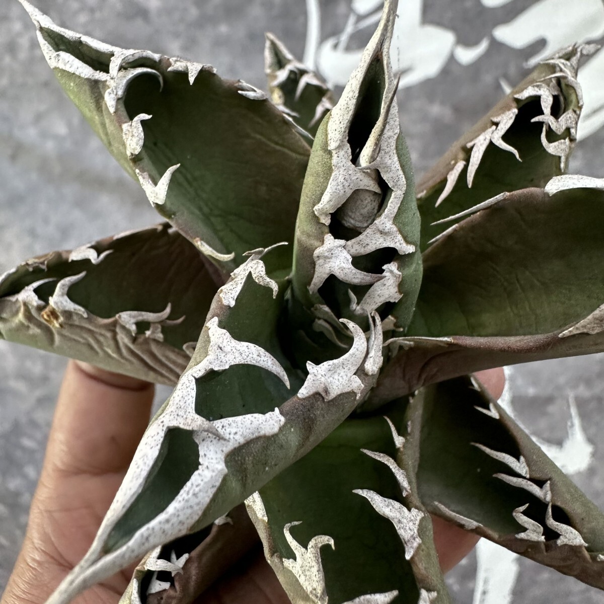 Yahoo!オークション - AO71【鶴風園】アガベ チタノタ オアハカ産オテ...