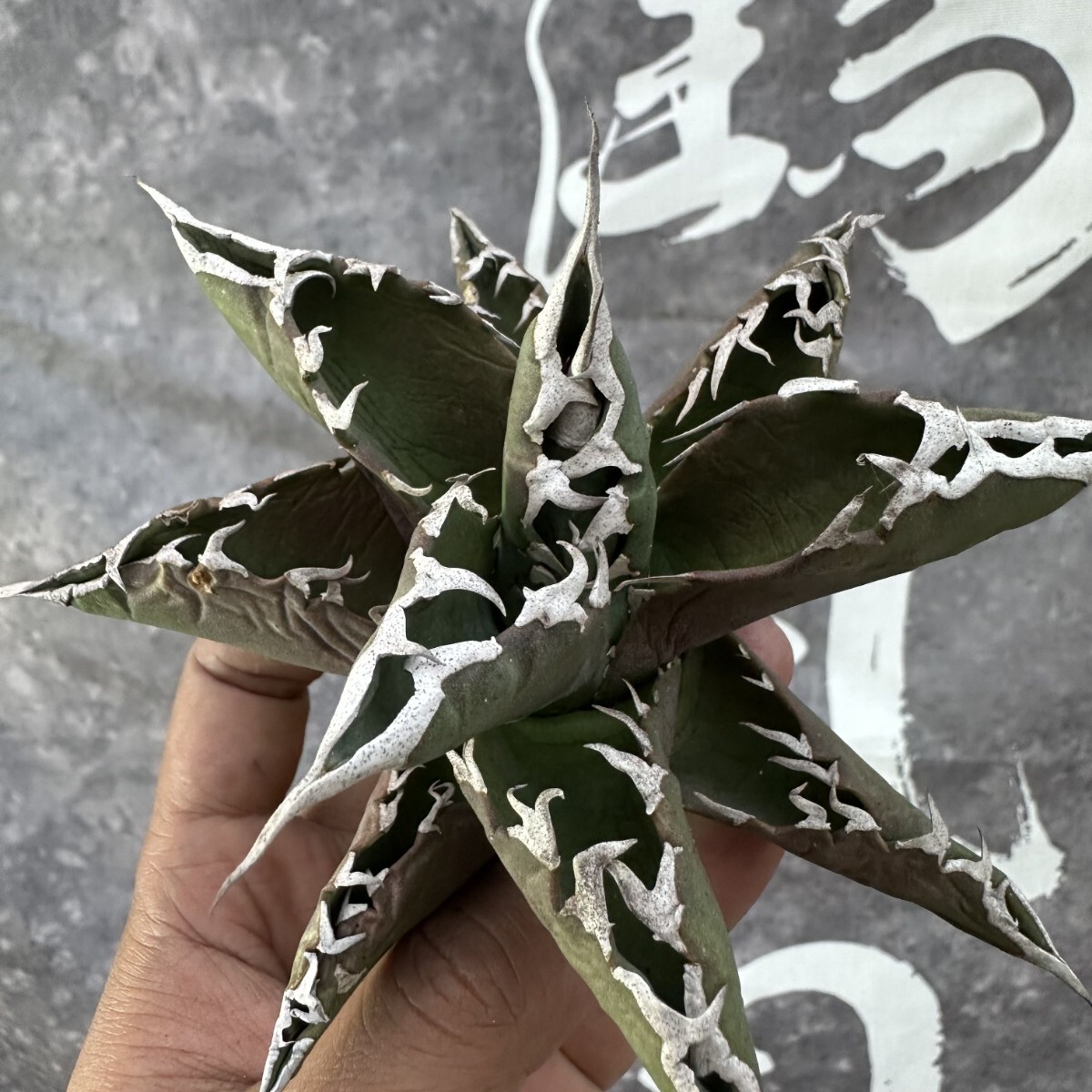 Yahoo!オークション - AO71【鶴風園】アガベ チタノタ オアハカ産オテ...