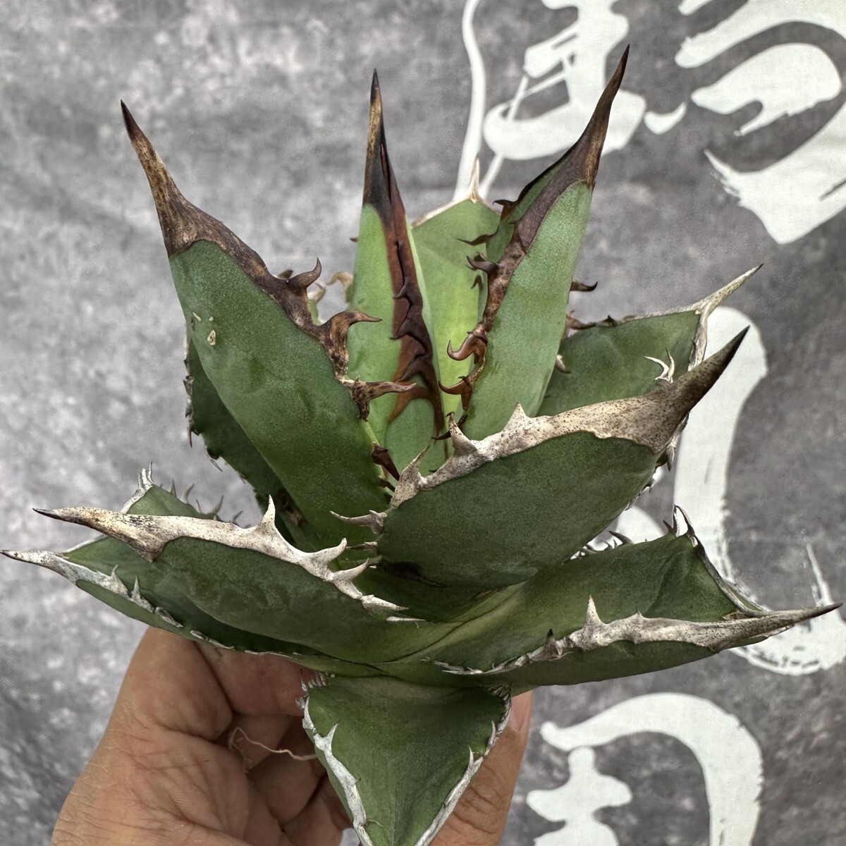 Yahoo!オークション - AP70【鶴風園】 多肉植物アガベ チタノタ 剣龍 ...