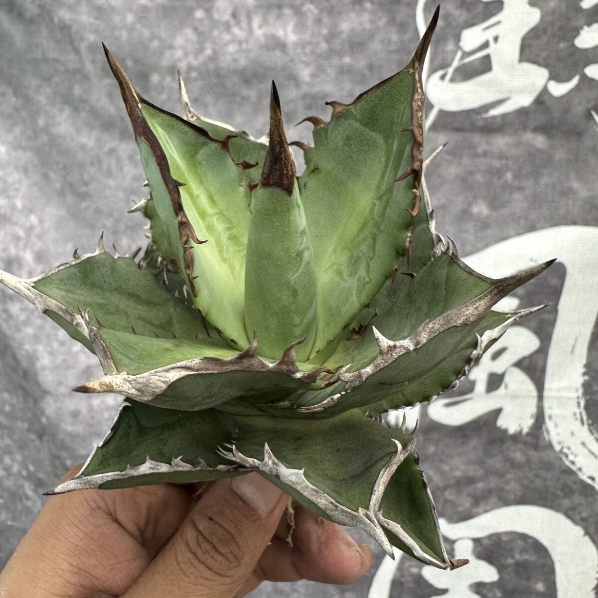 Yahoo!オークション - AP70【鶴風園】 多肉植物アガベ チタノタ 剣龍 ...