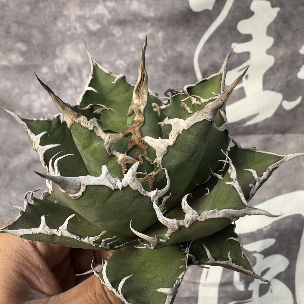 Yahoo!オークション - AS74【鶴風園】特選 アガベ 多肉植物 チタノタ ...