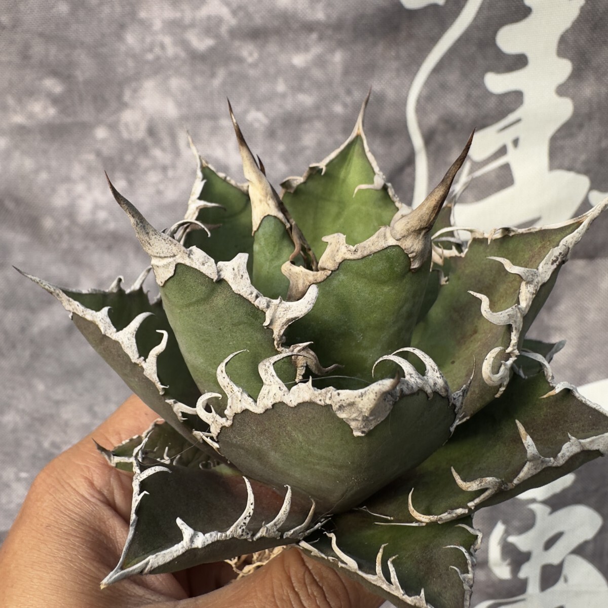 Yahoo!オークション - AS74【鶴風園】特選 アガベ 多肉植物 チタノタ ...