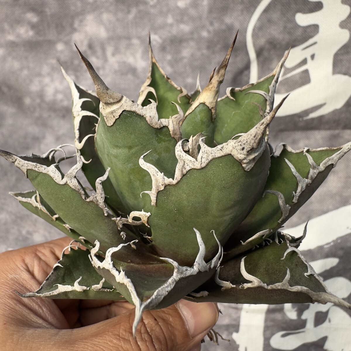 Yahoo!オークション - AS74【鶴風園】特選 アガベ 多肉植物 チタノタ ...