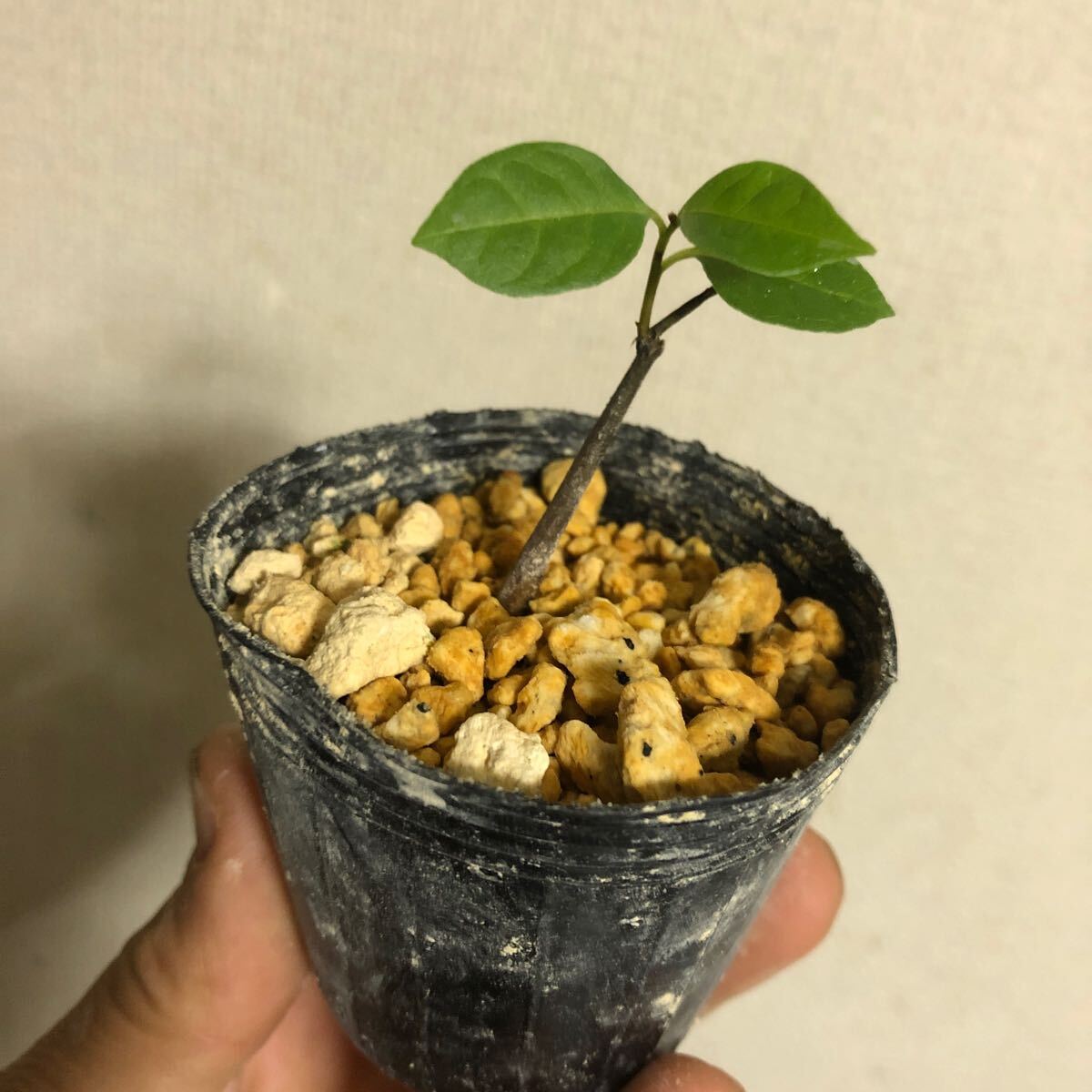 Yahoo!オークション - ポポーの苗 Y84 幻のフルーツ 森のカスタードク...