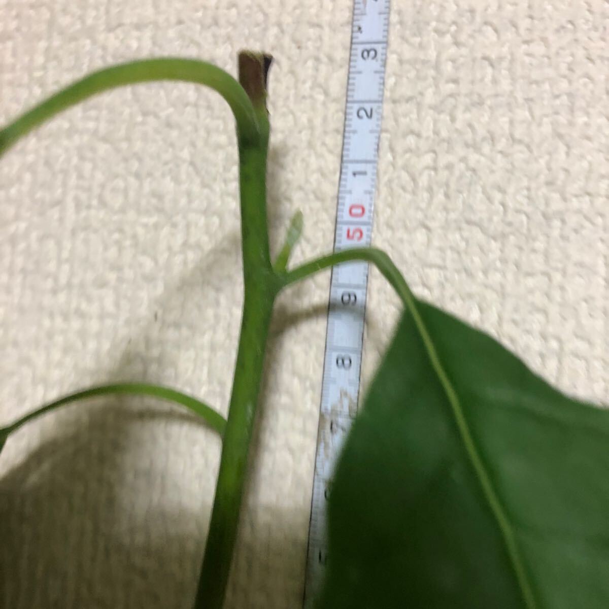 Yahoo!オークション - アボカド苗1鉢 Y93