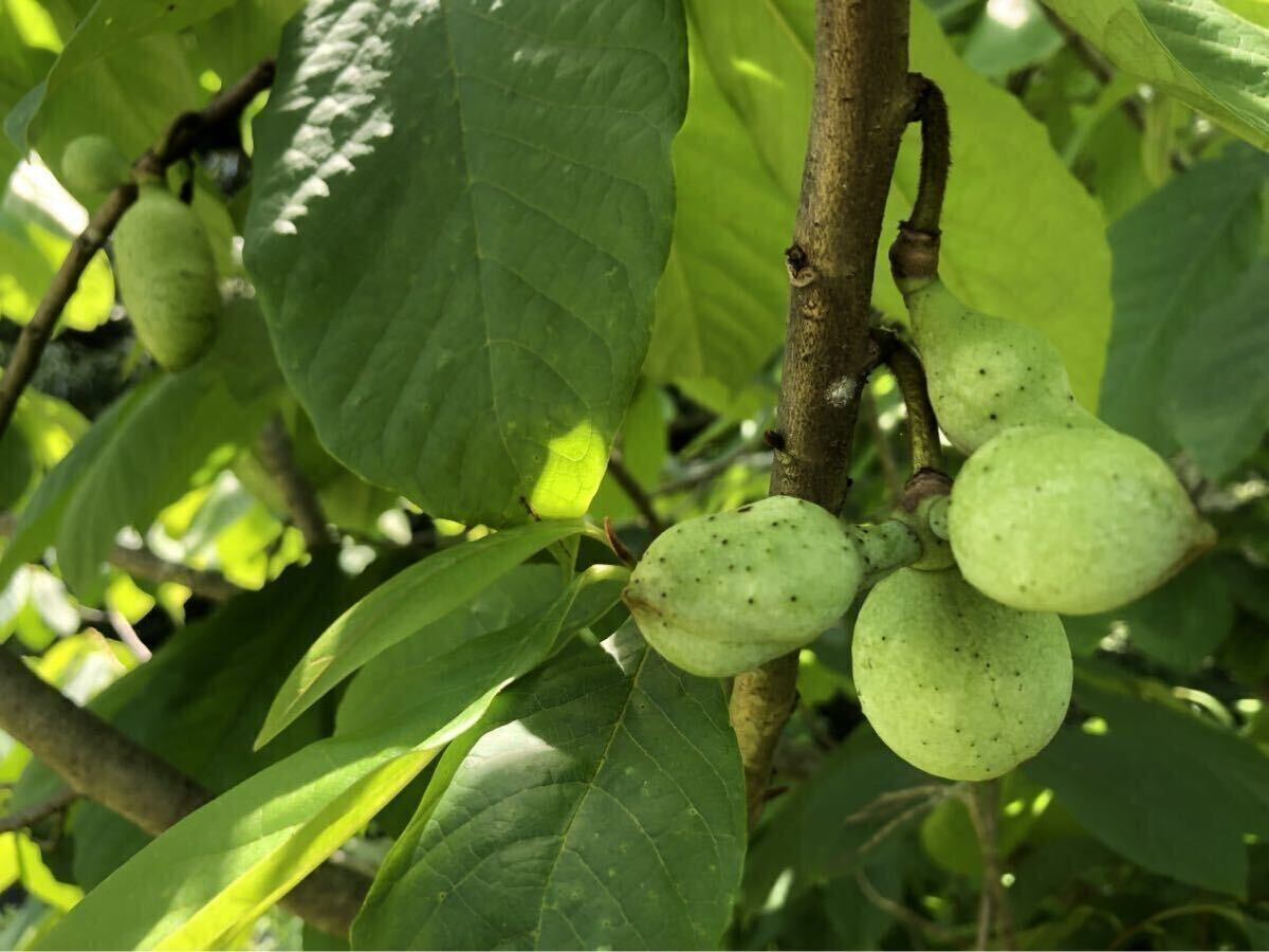 Yahoo!オークション - ポポーの苗 Y83 幻のフルーツ 森のカスタードク...