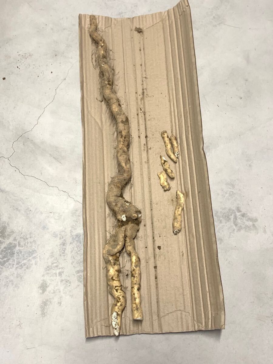 Yahoo!オークション - 静岡県 天然自然薯 約570g 1本