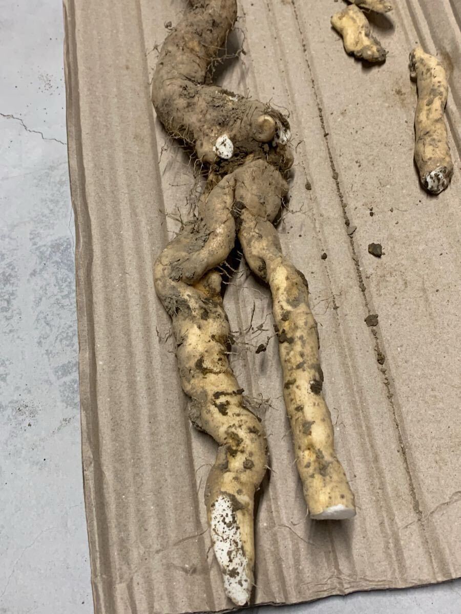 Yahoo!オークション - 静岡県 天然自然薯 約570g 1本