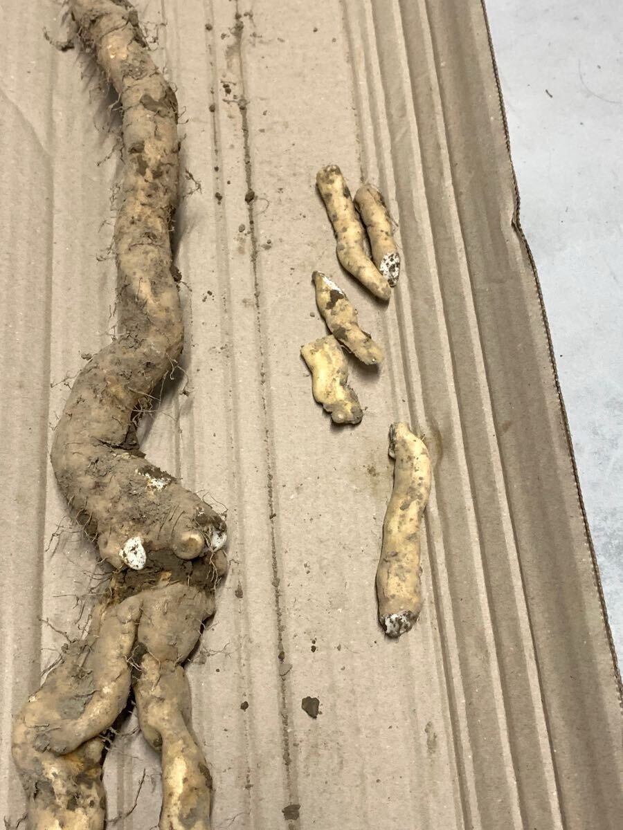 Yahoo!オークション - 静岡県 天然自然薯 約570g 1本