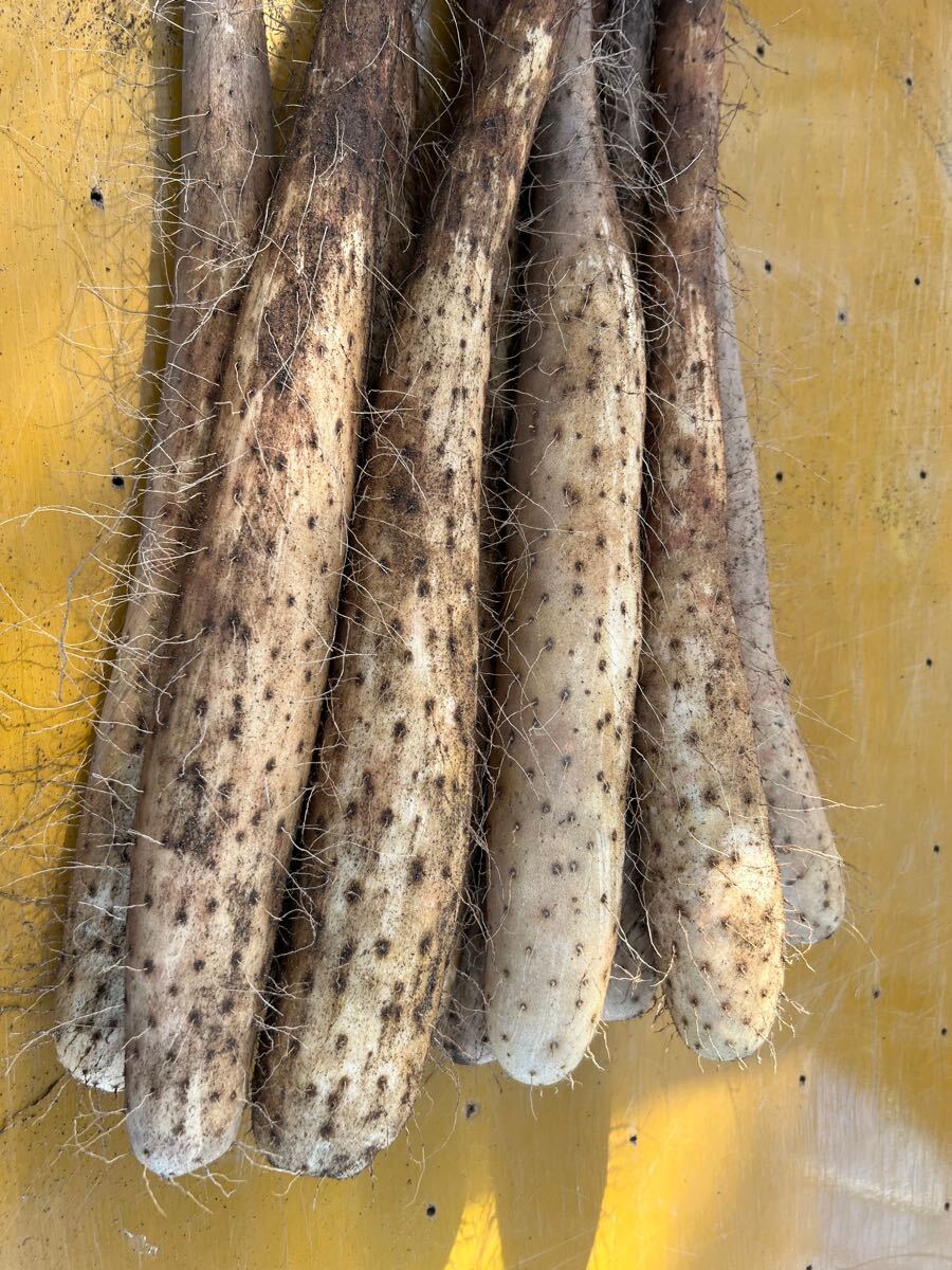 Yahoo!オークション - 北海道産 長芋 10kg