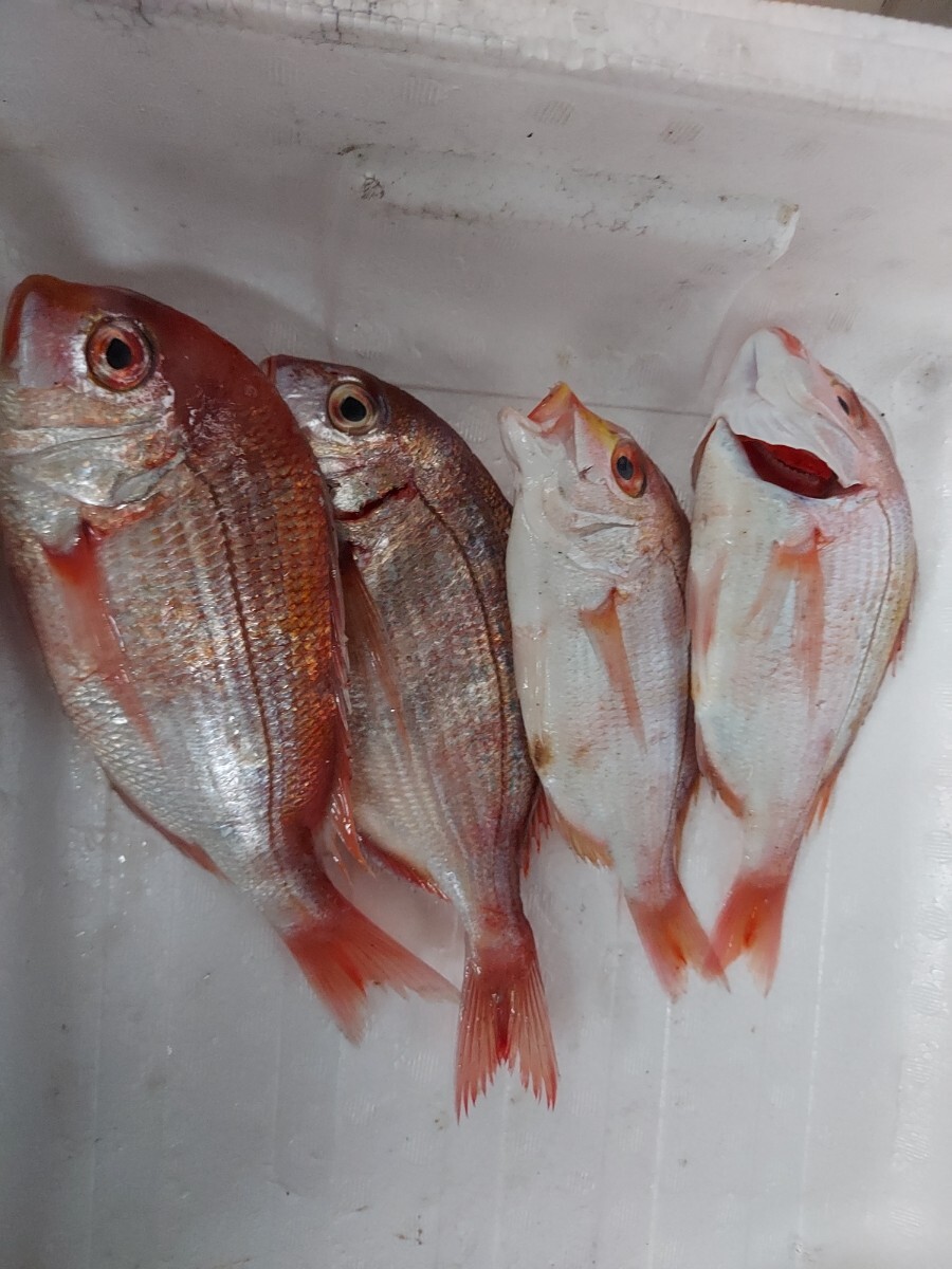 Yahoo!オークション - 小鯛4匹(680g)セット498円即決