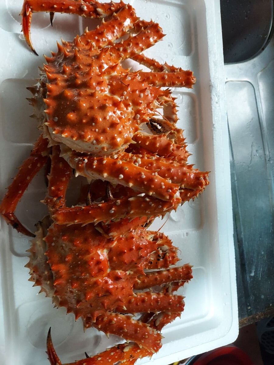 Yahoo!オークション - 上たらばがに37cm650g位1匹4250円即決