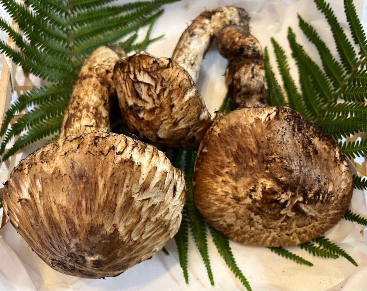 Yahoo!オークション - 送料無料】11/16 広島県産 松茸468g ⑤