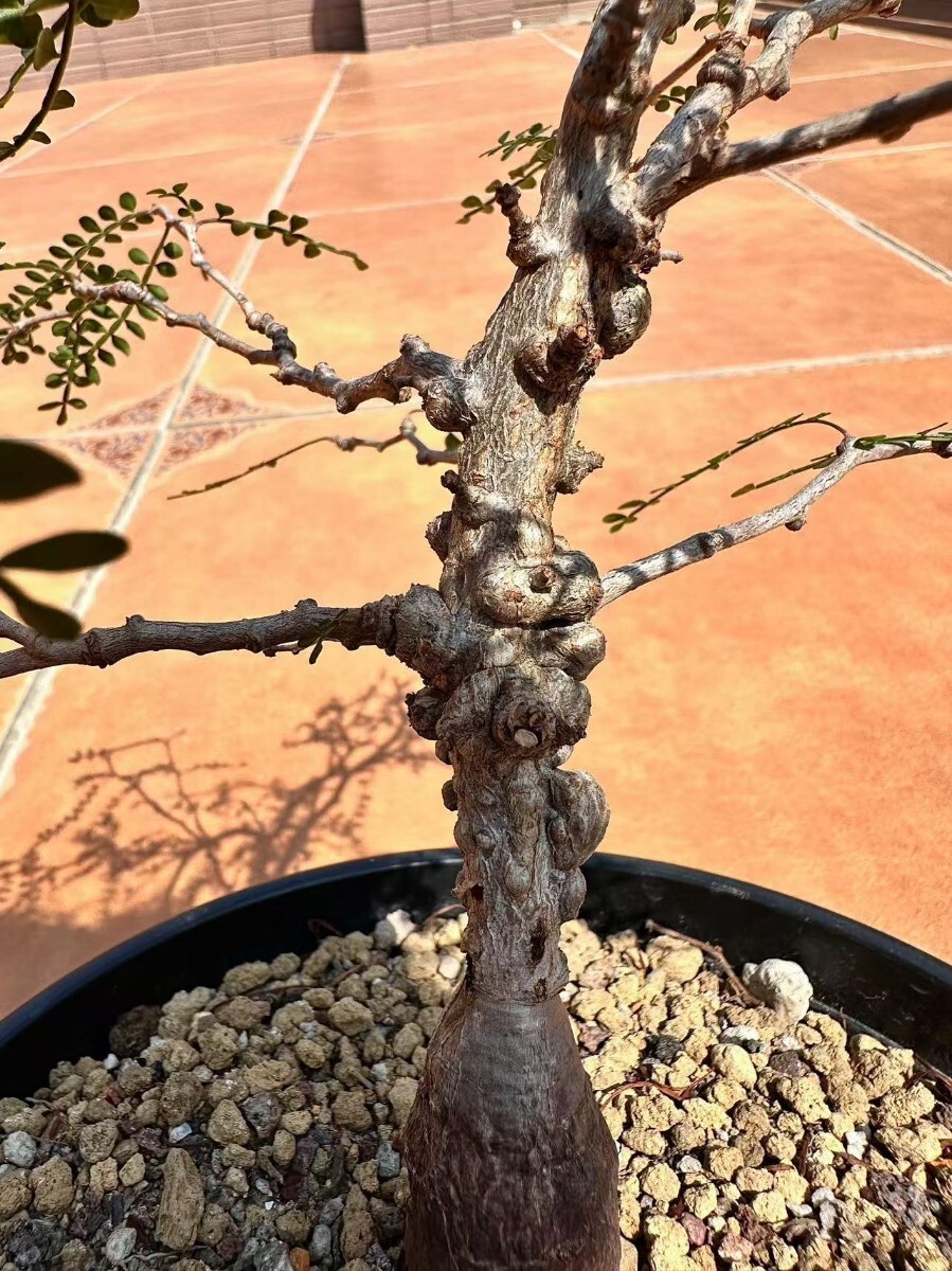 Yahoo!オークション - K31 オペルクリカリア パキプス Operculicarya p...