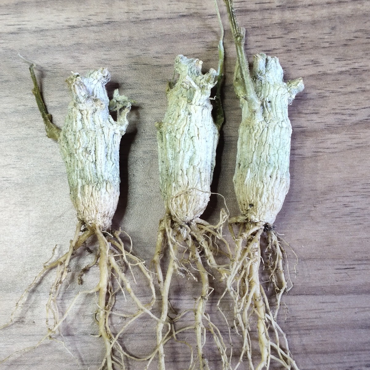 Yahoo!オークション - 1261 珍奇植物 コラロカルプス Corallocarpus ba...