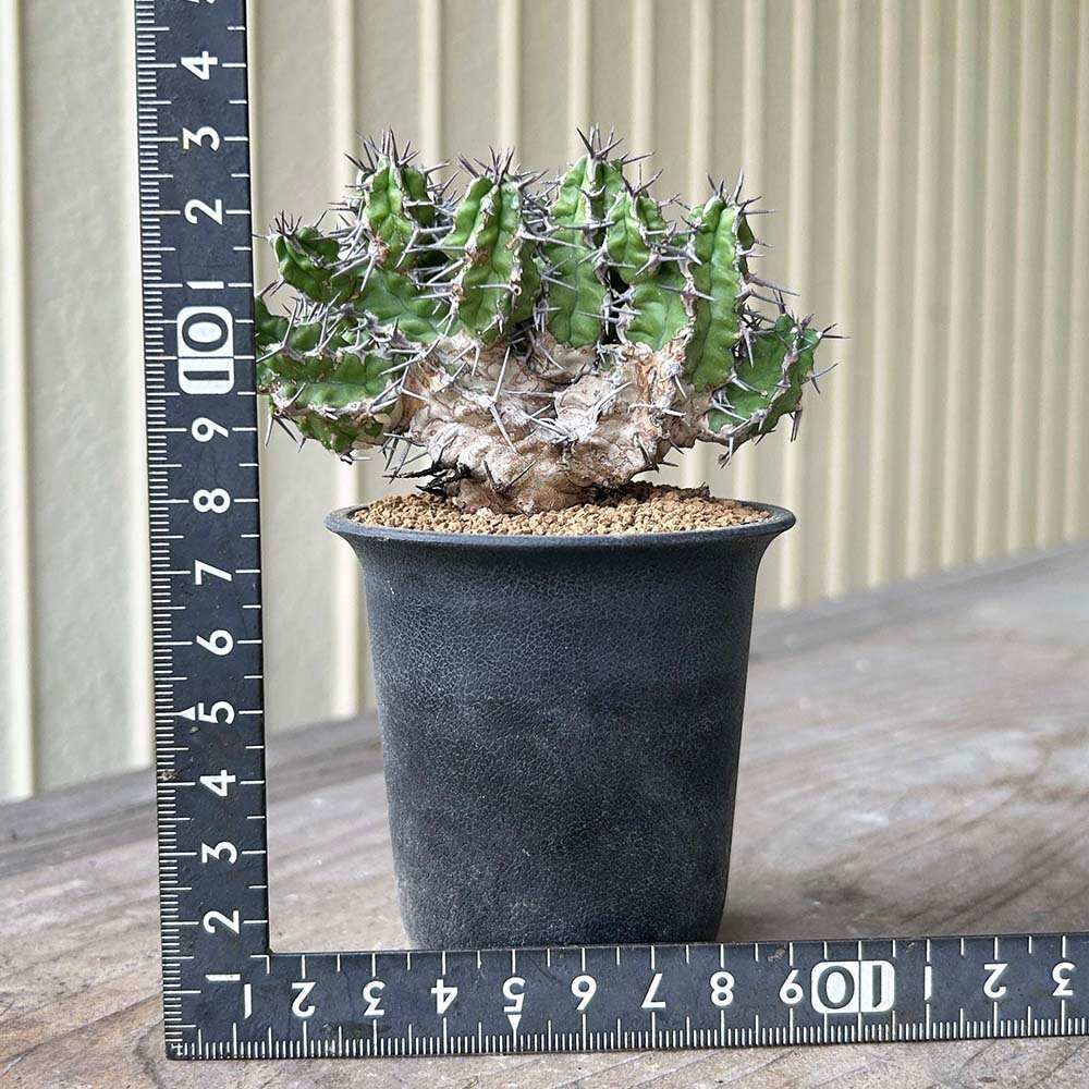 Yahoo!オークション - ユーフォルビア ミトリフォルミス 2.5号 A1131