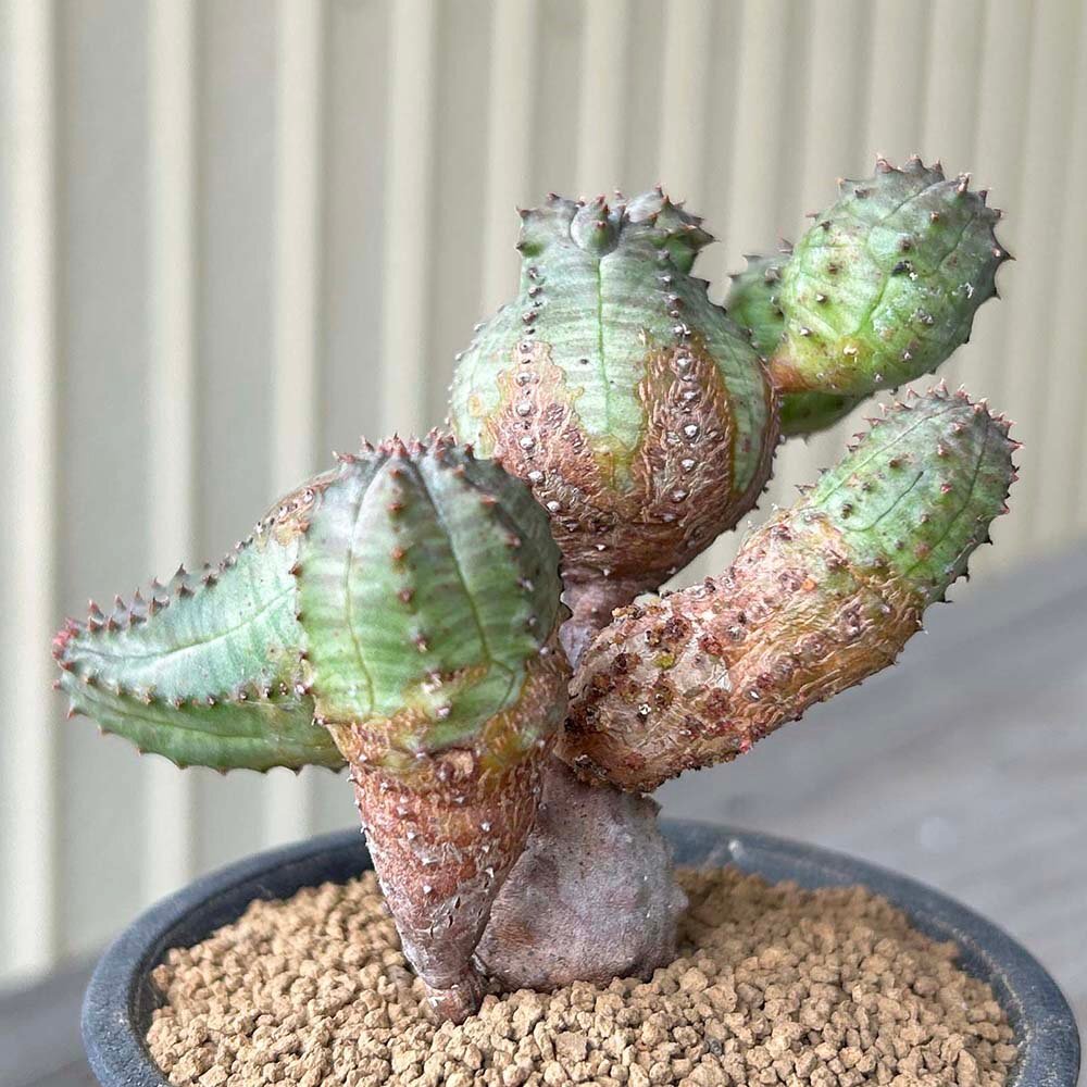 Yahoo!オークション - ユーフォルビア オベサブロウ 2.5号 A1131