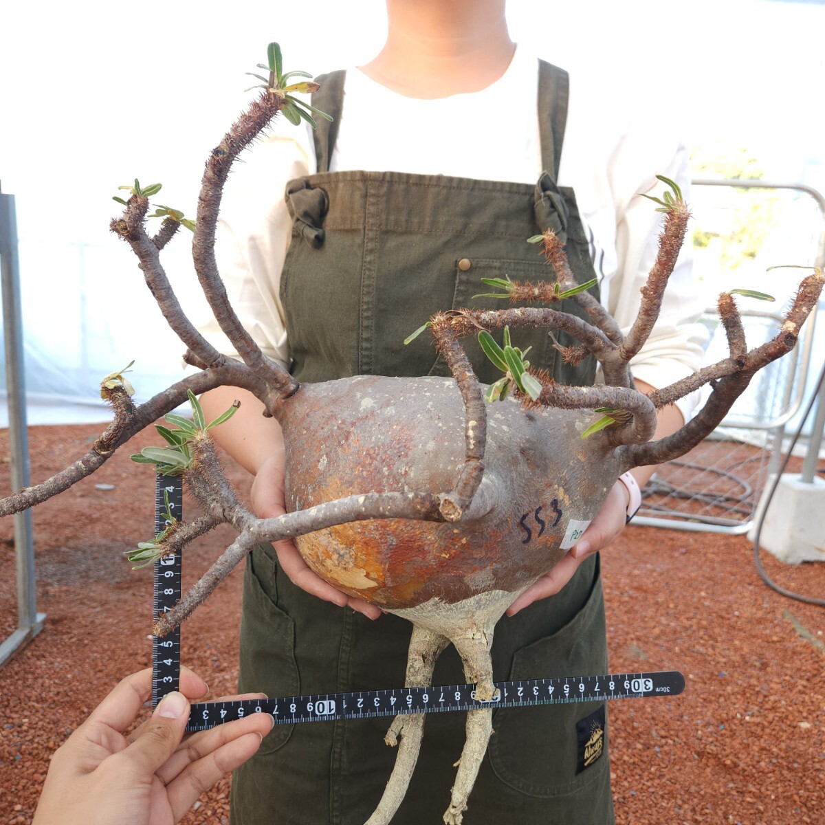 Yahoo!オークション - P27 パキポディウム・グラキリス 塊根植物 観葉...