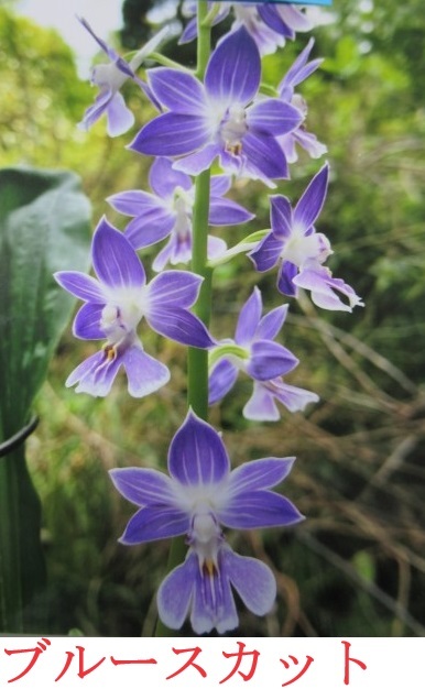 Yahoo!オークション - 80Nえびね蘭 582 ブルースカット 山野草 エビ...