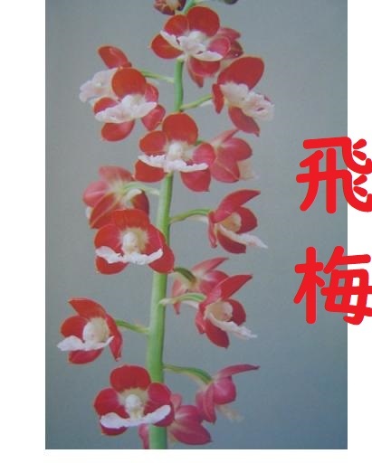 Yahoo!オークション - 80Bえびね蘭 641 平尾紅梅(飛梅) 山野草エビ...