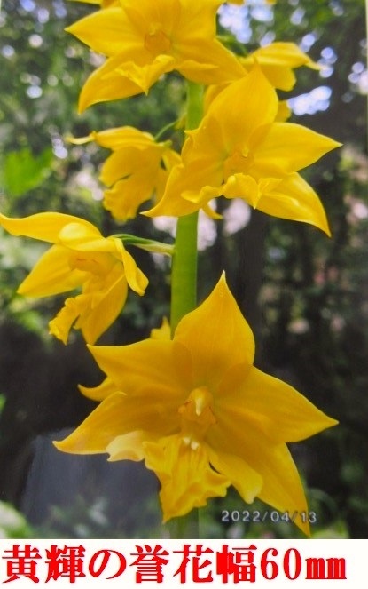 Yahoo!オークション - 100Nえびね蘭 622 黄輝の誉 花見込み 超大輪6...