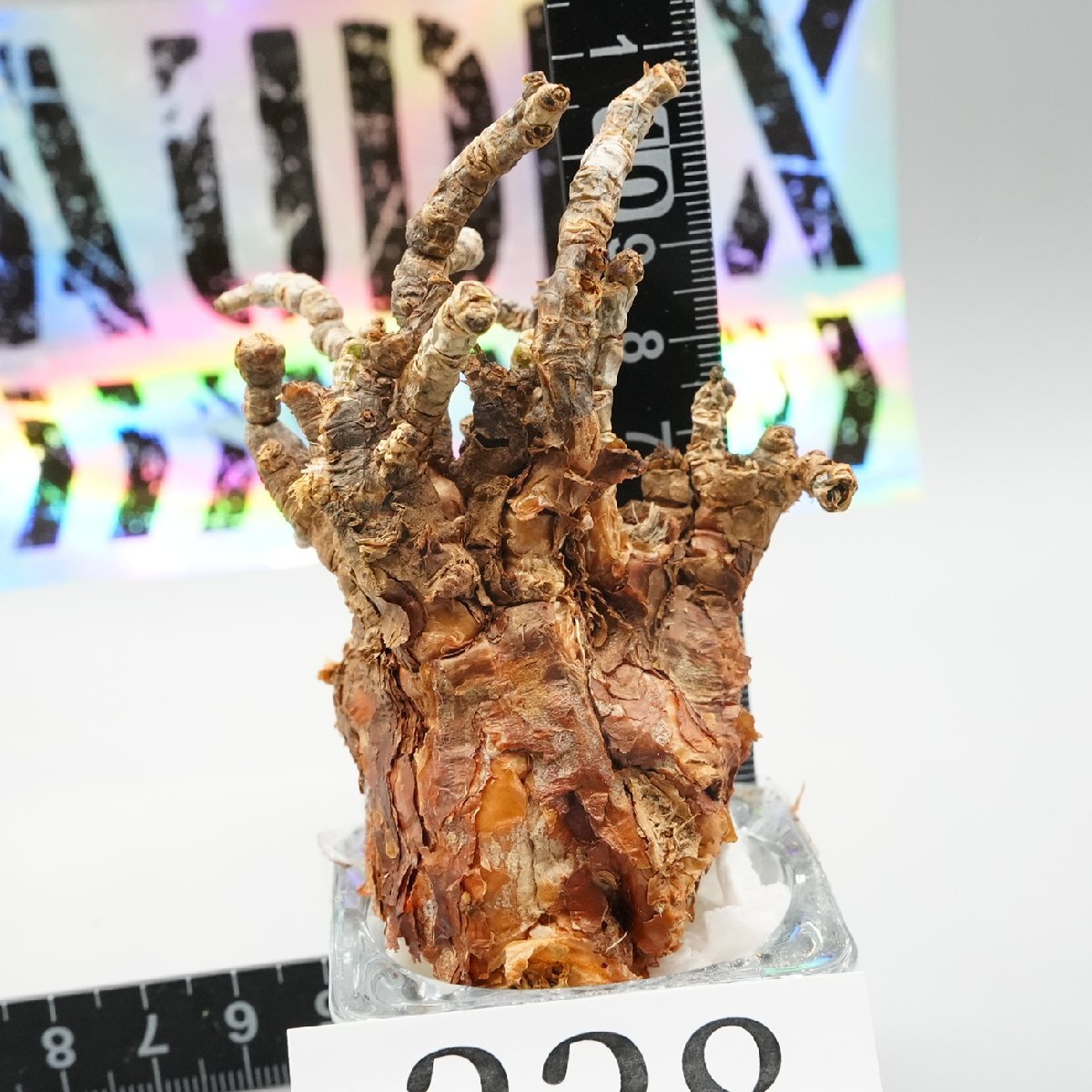 Yahoo!オークション - 【328】ケラリア・ピグマエア（ベアルート株）