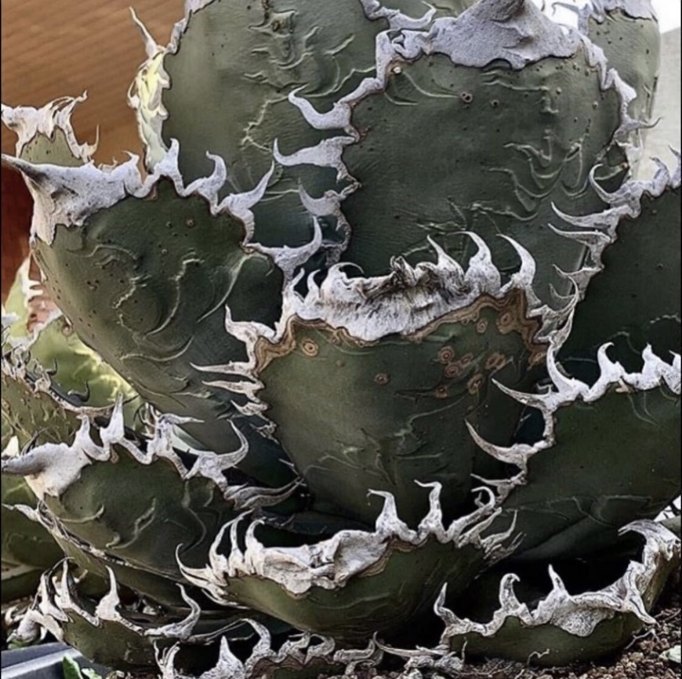 Yahoo!オークション - OSP産 Agave titanota 初代悪魔OC 子株 発根管理...