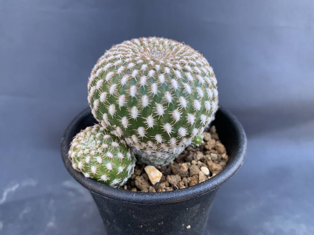 Yahoo!オークション - サボテン・多肉植物 D82 アレナケア