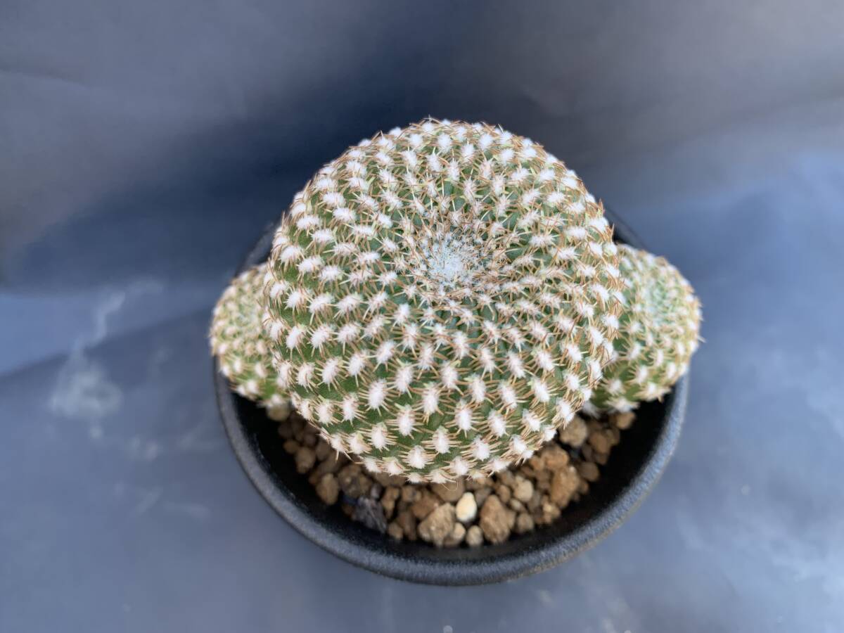 Yahoo!オークション - サボテン・多肉植物 D82 アレナケア