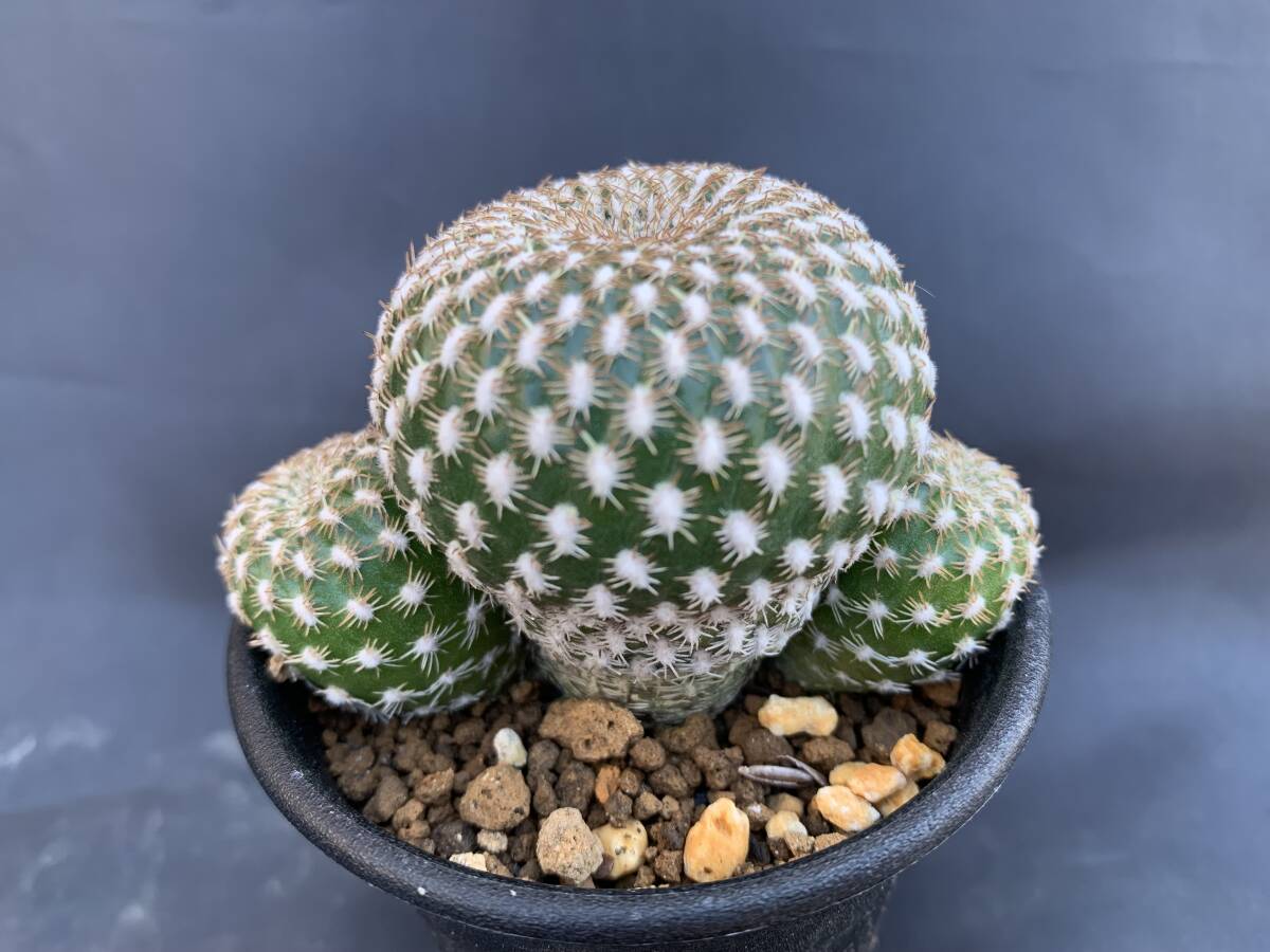 Yahoo!オークション - サボテン・多肉植物 D82 アレナケア